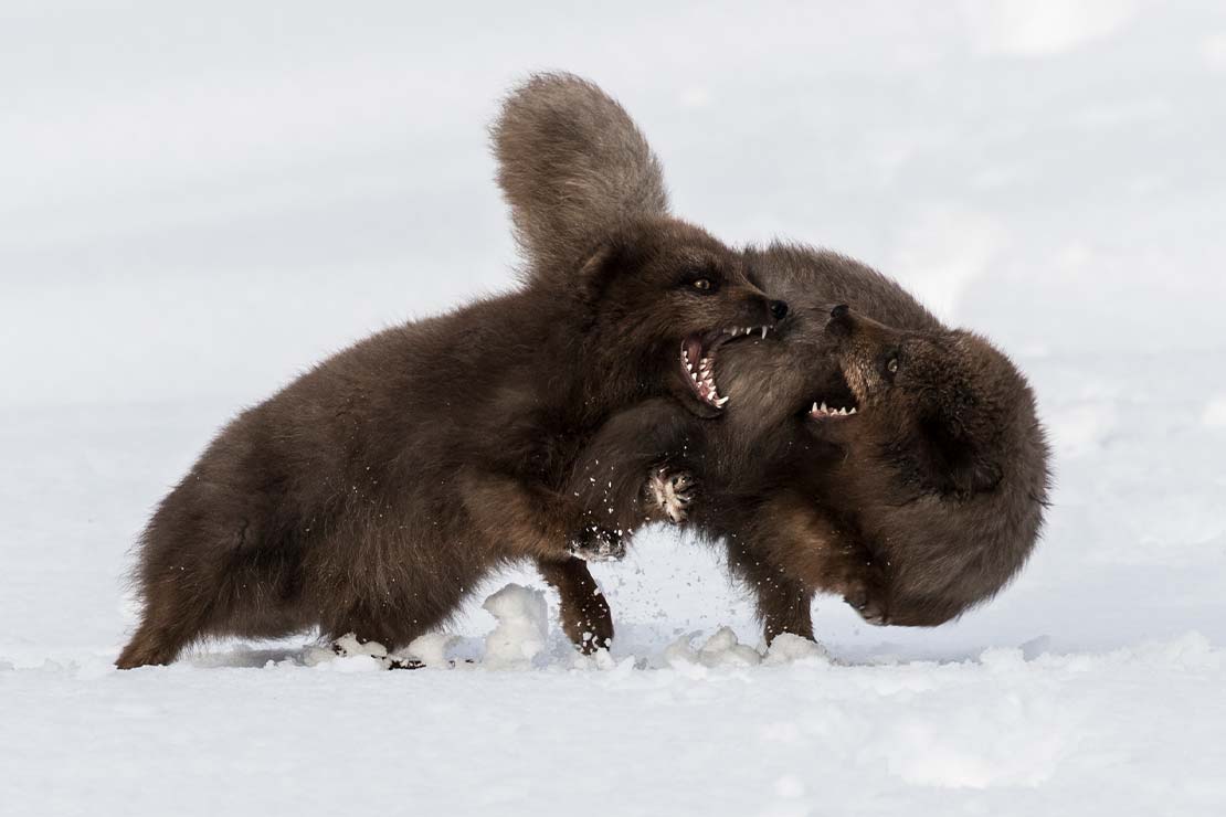 Animals And Their Behaviour