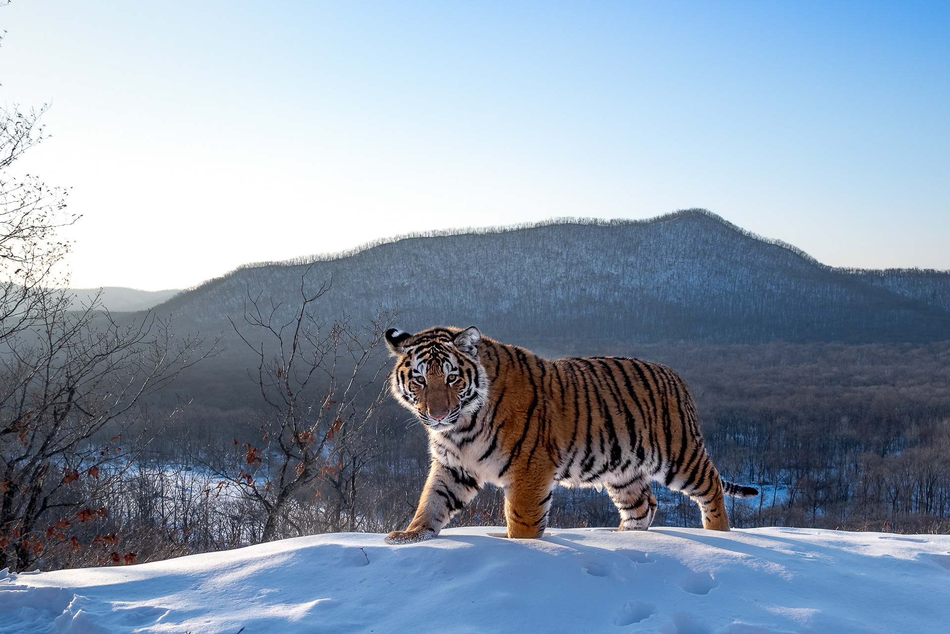 2022 Winners: Camera Traps | Nature TTL