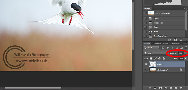 How to Watermark a Photo | Nature TTL