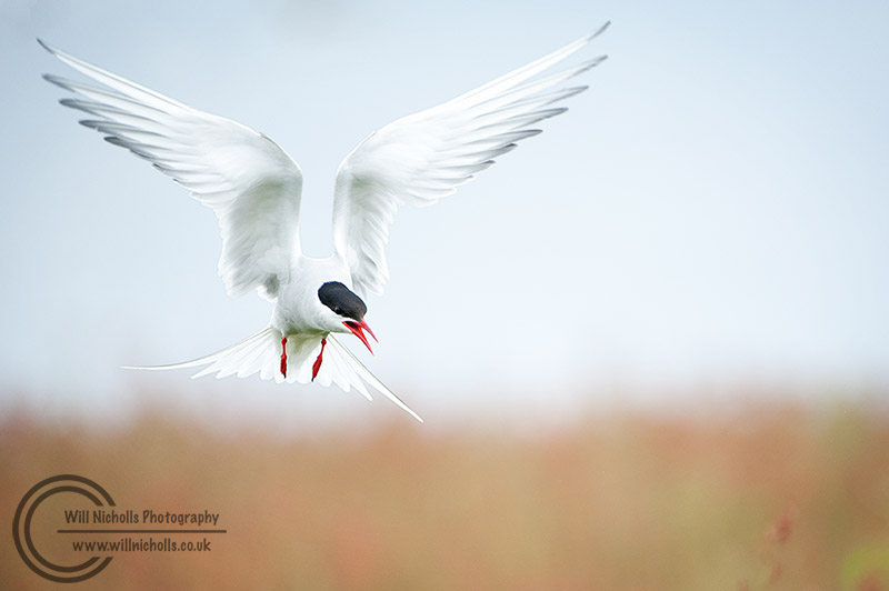 How to Watermark a Photo | Nature TTL