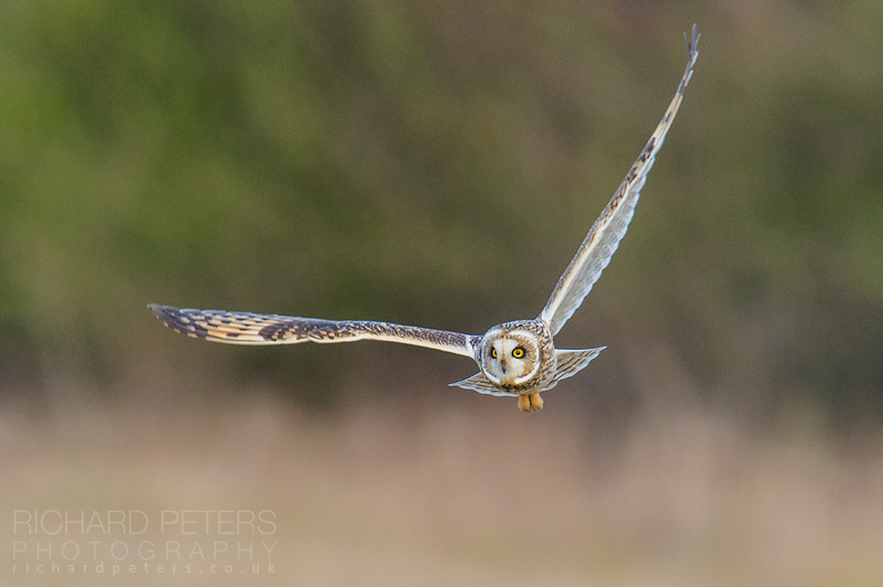 Photographing Birds in Flight: The Complete Guide | Nature TTL