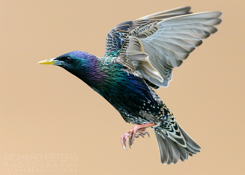 Photographing Birds In Flight The Complete Guide Nature TTL