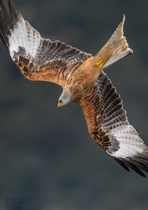 Photographing Birds in Flight: The Complete Guide | Nature TTL