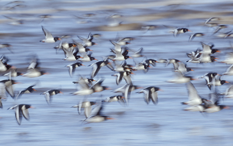 How to Photograph Flocks of Birds | Nature TTL