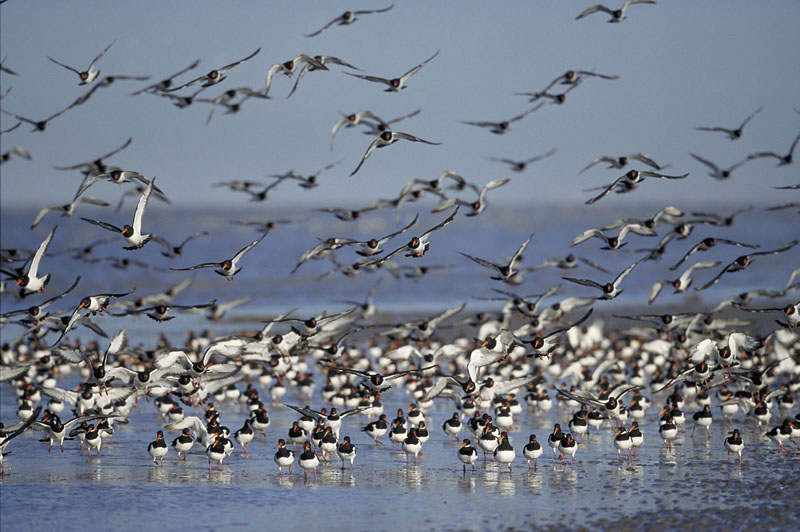 How to Photograph Flocks of Birds | Nature TTL