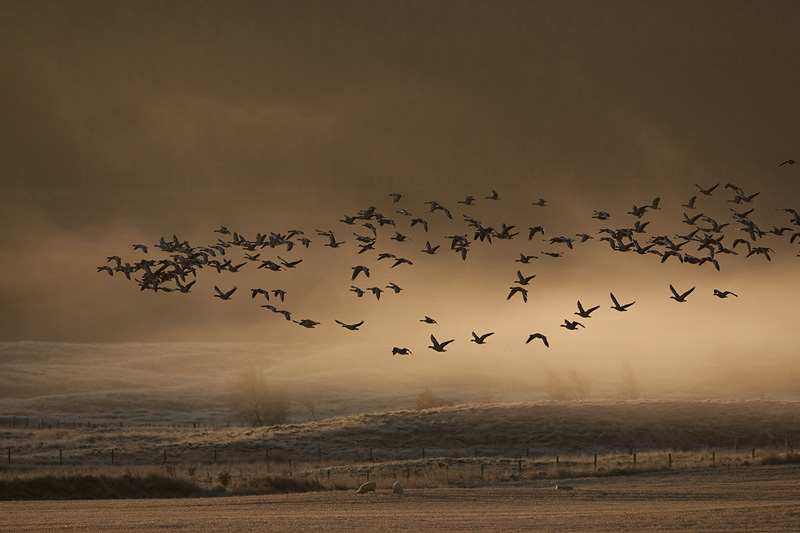 How to Photograph Flocks of Birds | Nature TTL