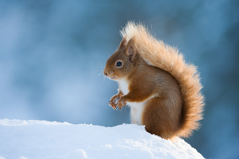 Winter Wildlife Photography Ideas | Nature TTL