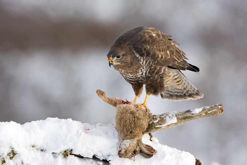 Winter Wildlife Photography Ideas | Nature TTL