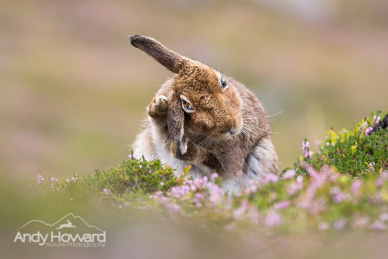 How to Photograph Mountain Hares