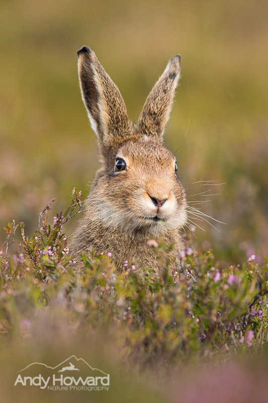 How to Photograph Mountain Hares