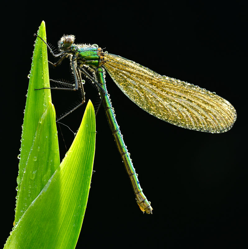 Introduction to Macro Photography: Equipment | Nature TTL