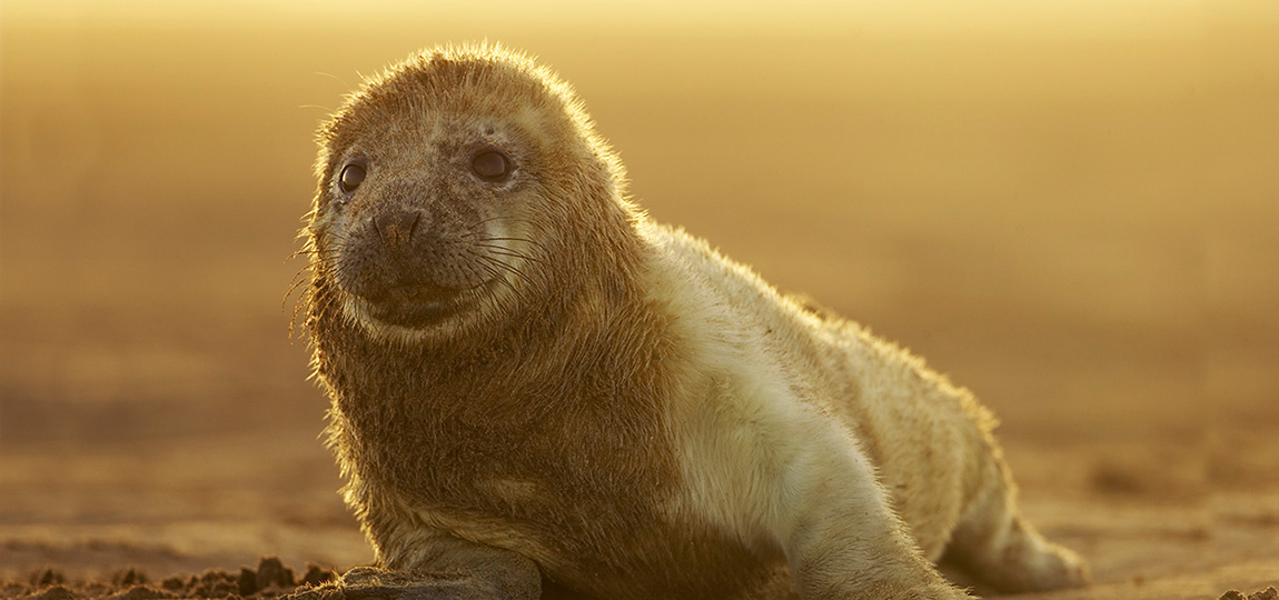 Side Lighting Photography Animals
