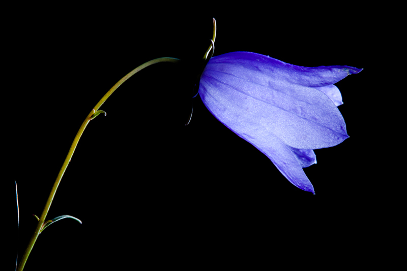 Macro: How to Take Low-key Close-ups | Nature TTL