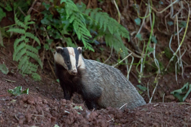 How to Find and Photograph Badgers | Nature TTL