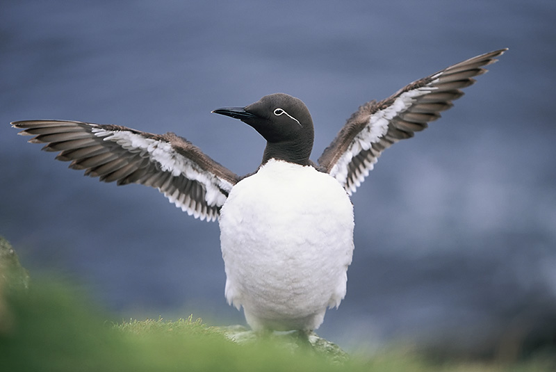 How to Photograph Seabirds | Nature TTL