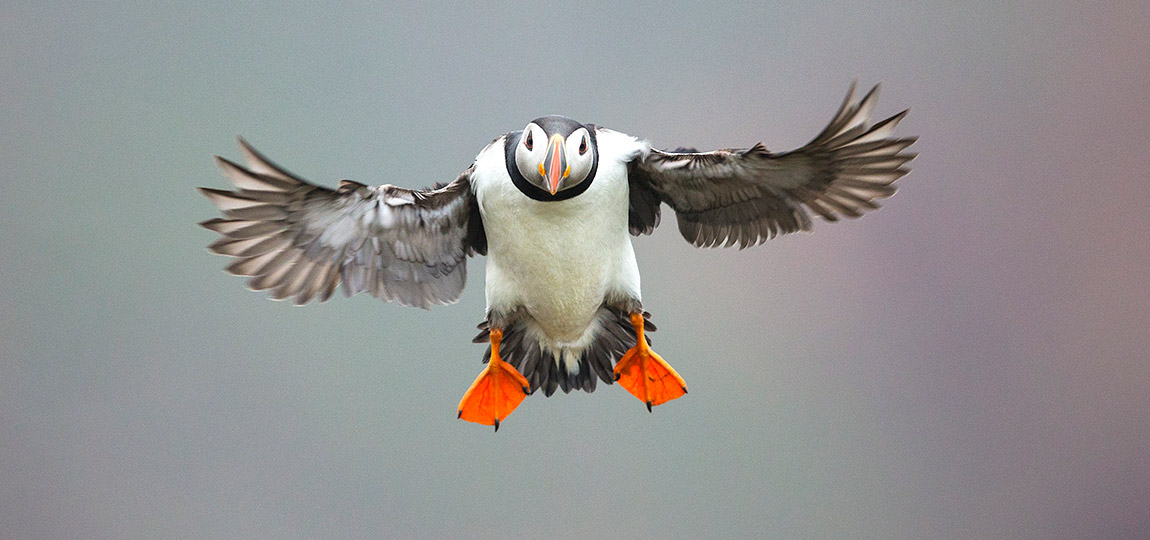 How to Photograph Seabirds | Nature TTL