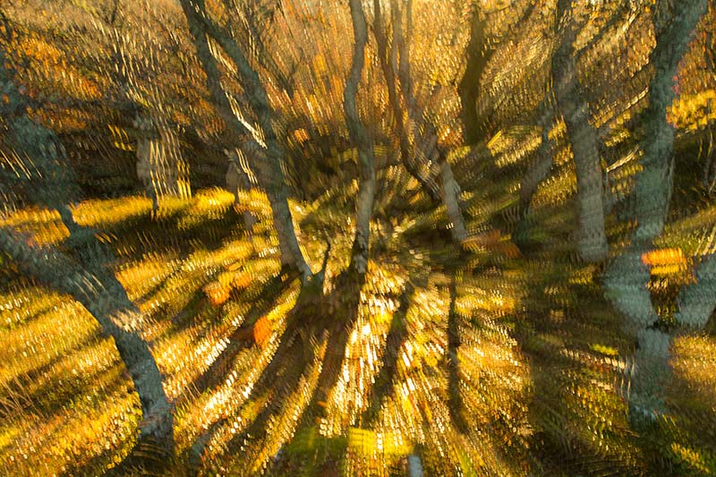 Create Impressionistic Images Using Multiple Exposures | Nature TTL