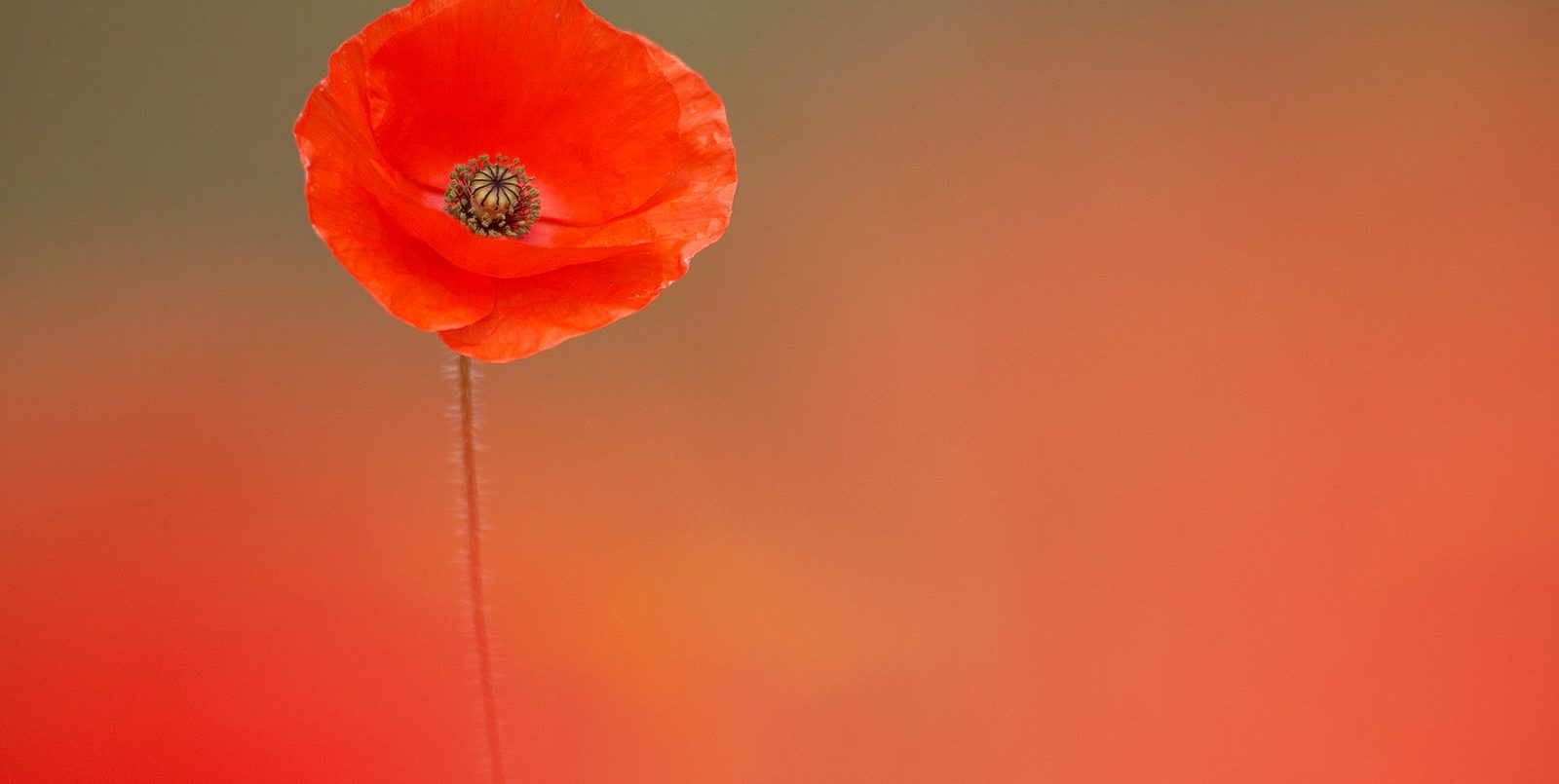 Nature TTL | Wildlife, Landscape and Macro Photography Tips & Tutorials