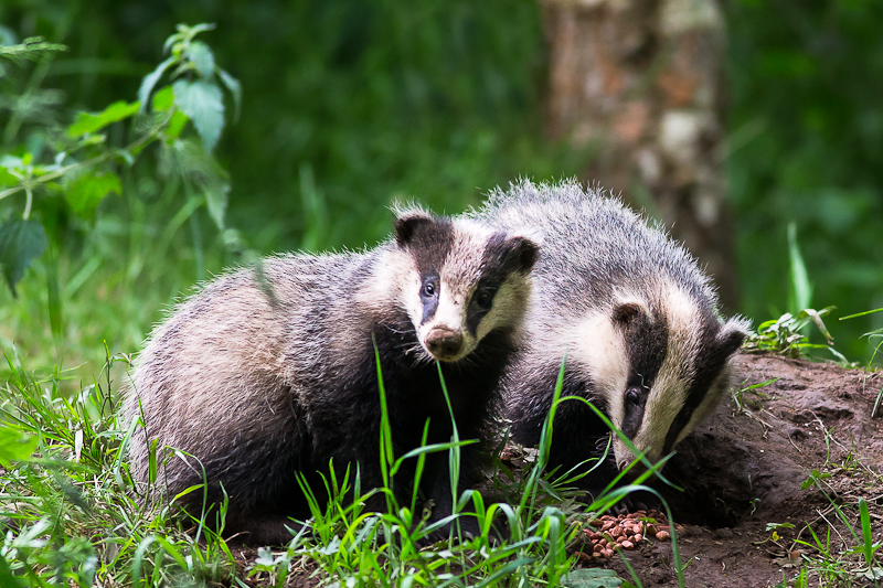How to Build a Photography Hide | Nature TTL