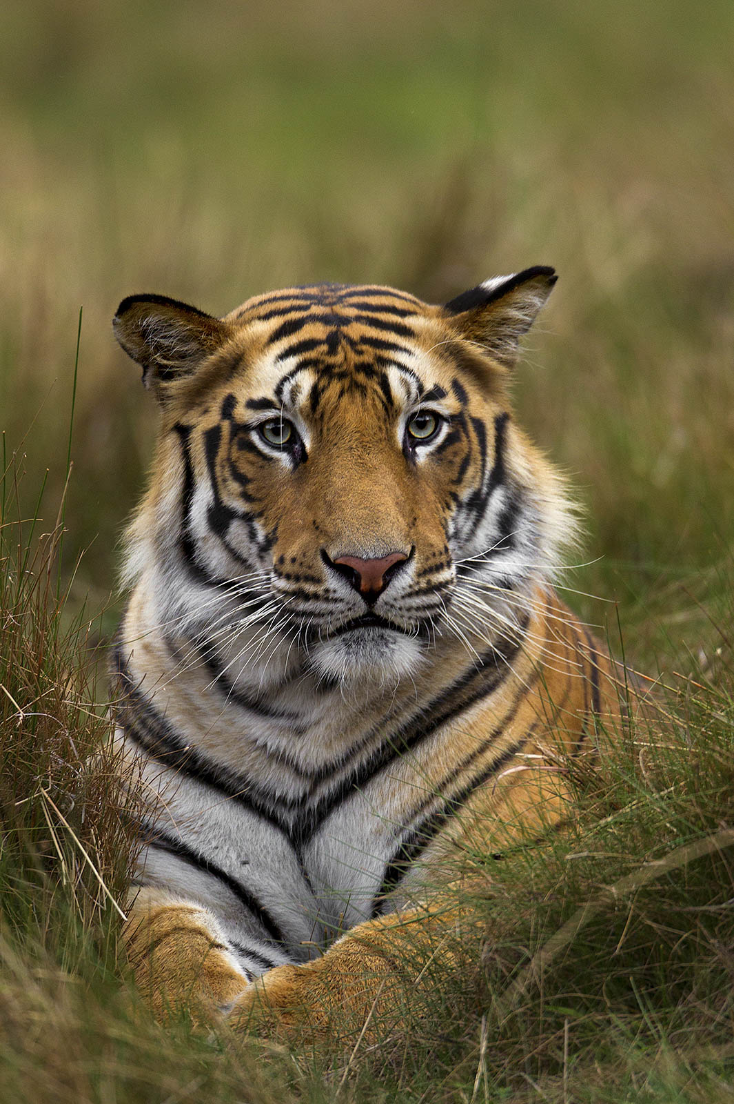 Bengal Tiger Eyes Photograph By Tom Mc Nemar