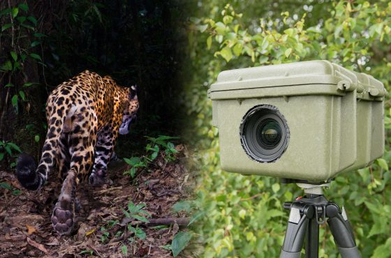How to Photograph Flocks of Birds | Nature TTL