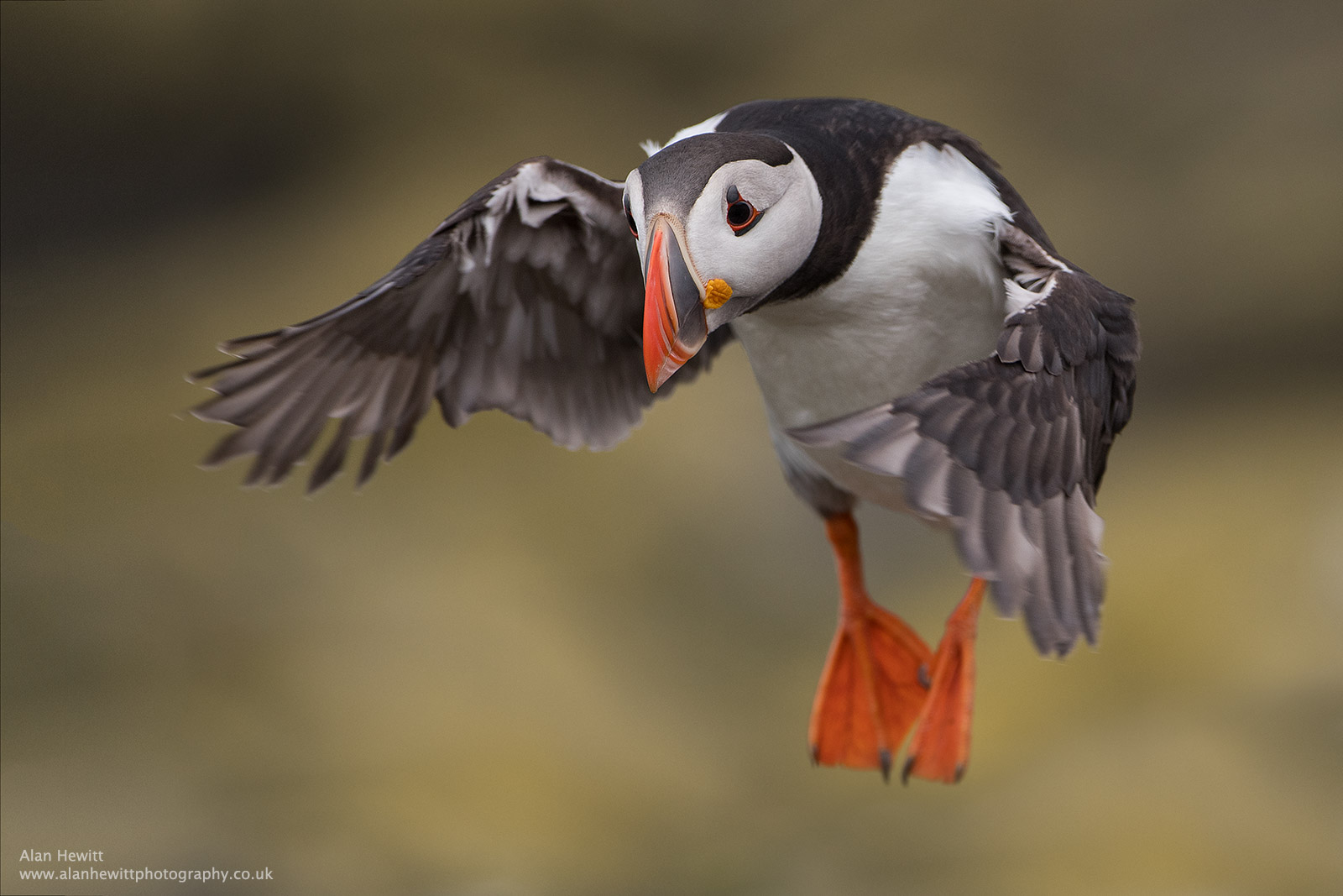 Nikon D500 Review: In the Hands of a Wildlife Photographer | Nature TTL