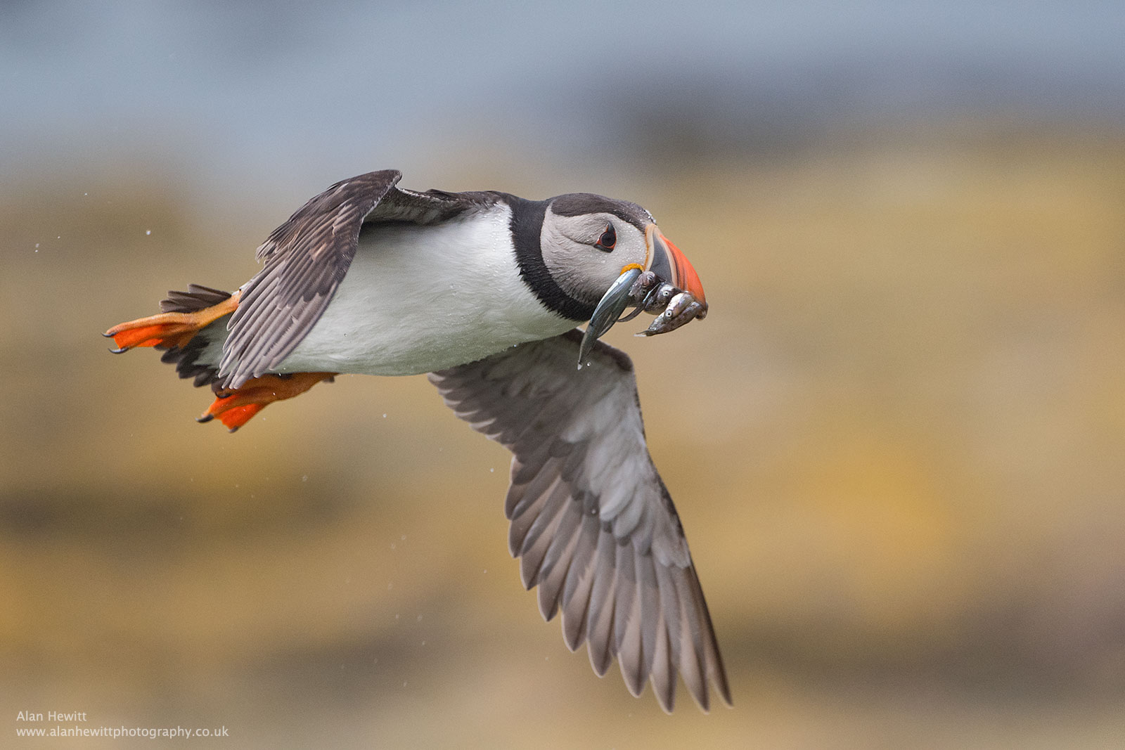 Nikon D500 Review: In the Hands of a Wildlife Photographer | Nature TTL