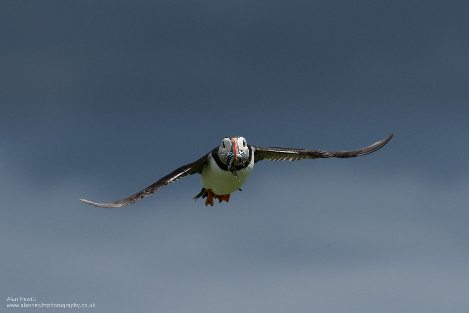 Nikon D500 Review: In the Hands of a Wildlife Photographer | Nature TTL