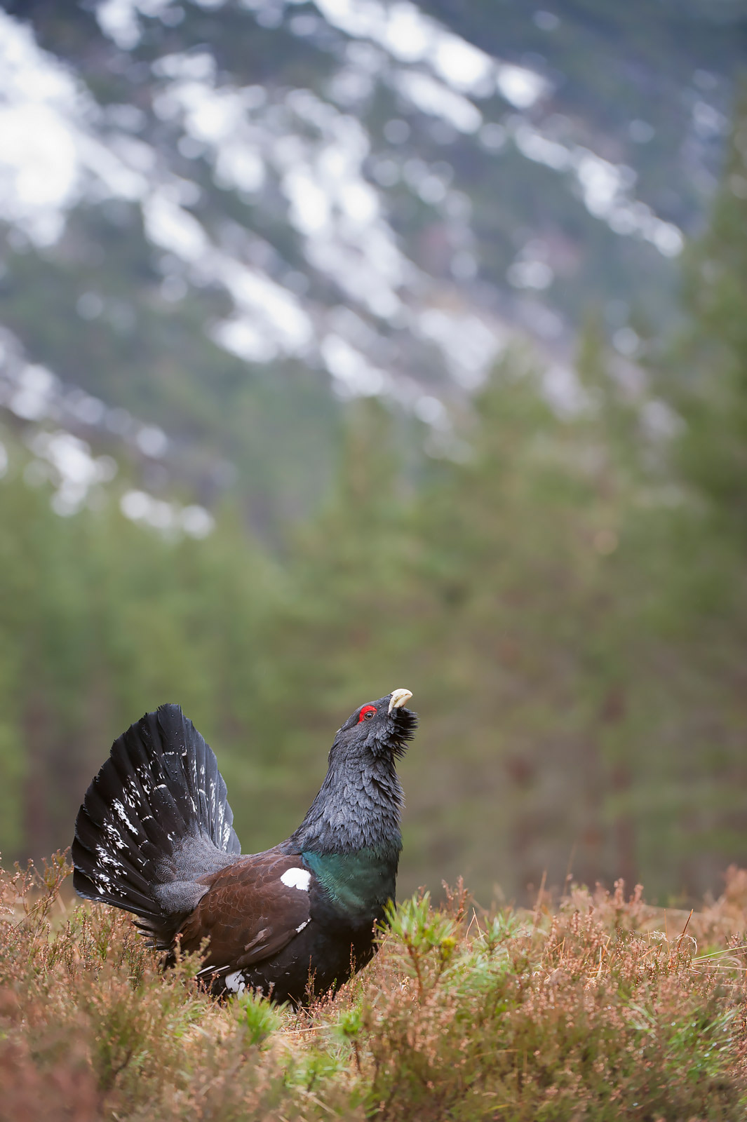 How to Photograph Animals in Their Habitat | Nature TTL