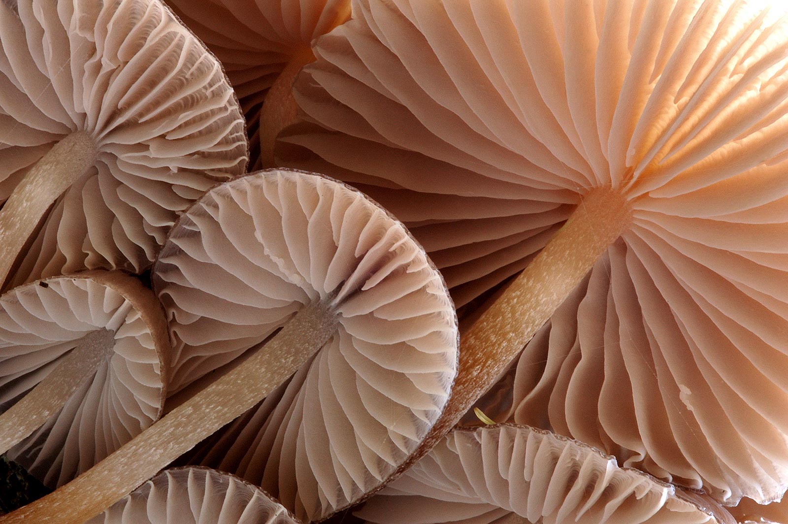 How to Photograph Fungi | Nature TTL