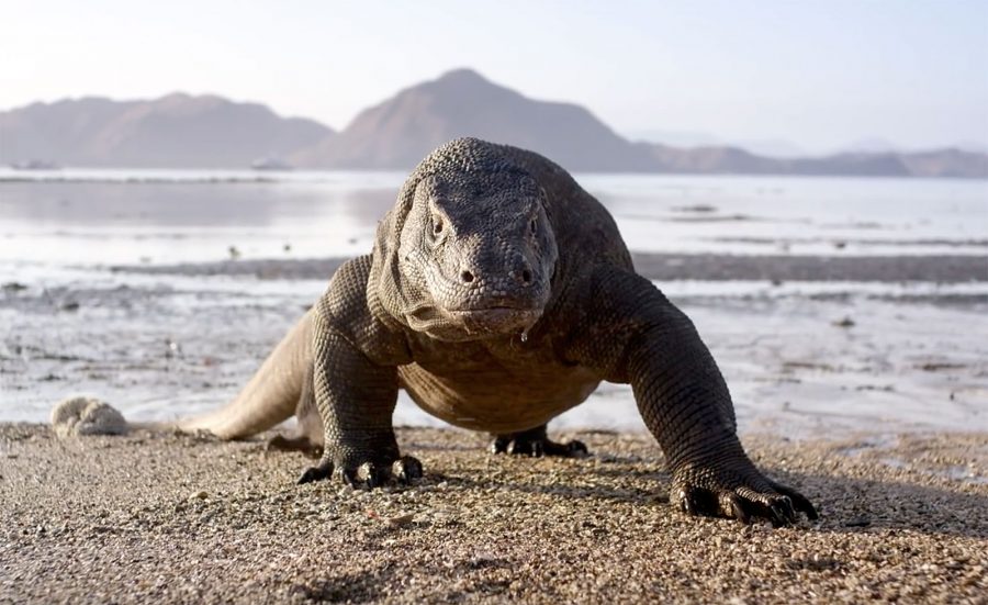 BBC's Planet Earth II is Coming Soon: Extended Trailer | Nature TTL BBC's Planet Earth II is Coming Soon: Extended Trailer | Nature TTL