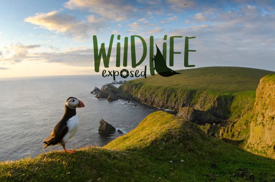 Crowdfunding Campaign Launched for New Wildlife Photography TV Show ...