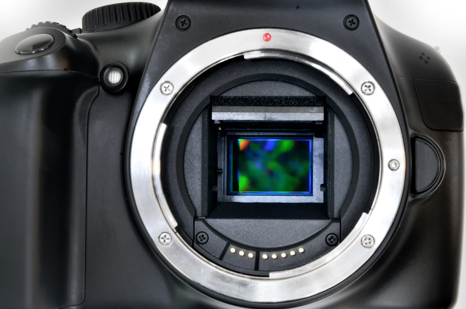 What s The Best Camera For Wildlife Photography Nature TTL