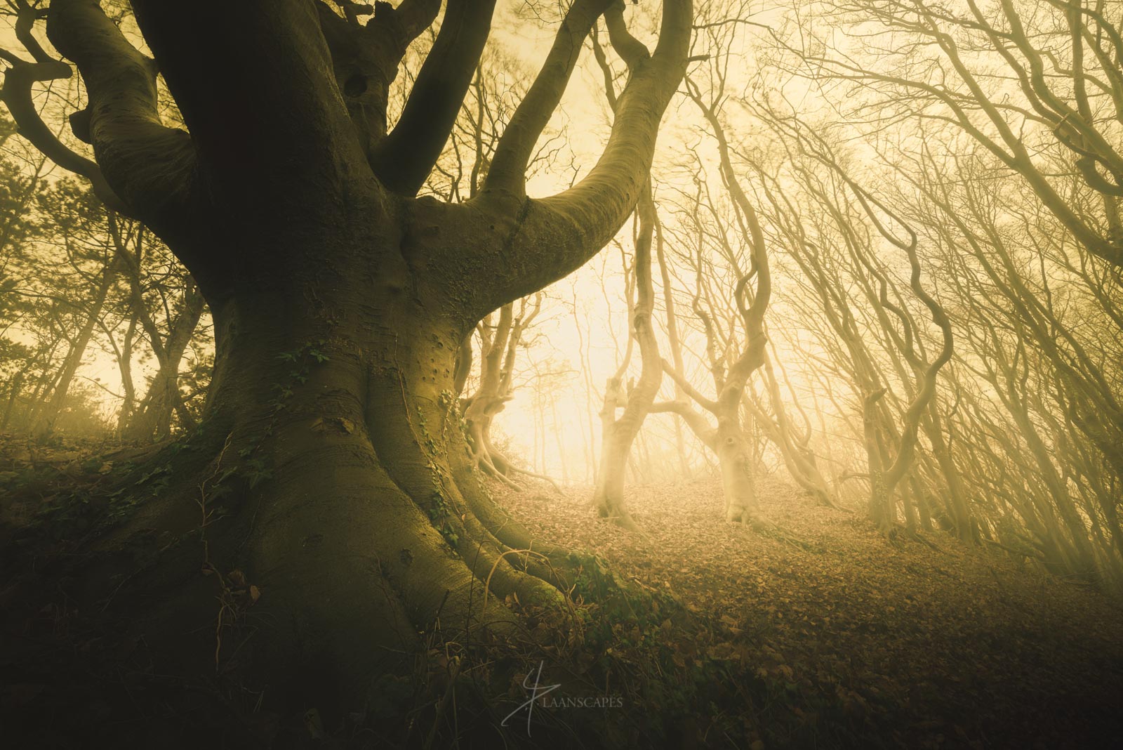 How to Photograph Epic Wide-Angle Shots of Trees | Nature TTL