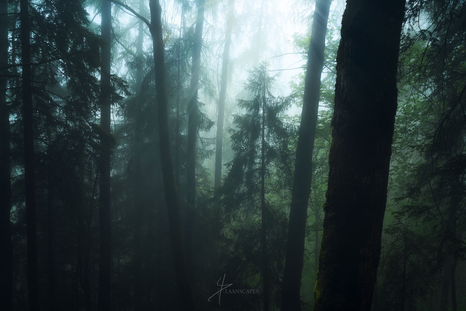 How to Photograph Epic Wide-Angle Shots of Trees | Nature TTL