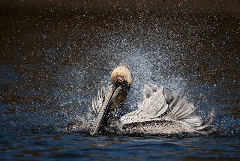 9 Creative Ways To Drastically Improve Your Wildlife Photos Nature Ttl