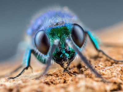 The Weird and Wonderful World of Fungi | Nature TTL