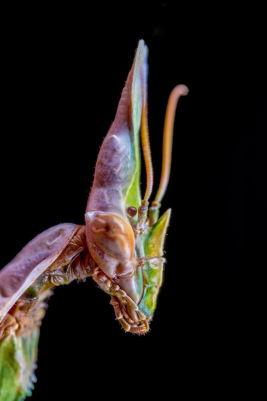 How to Focus Stack Macro Photos in the Field | Nature TTL