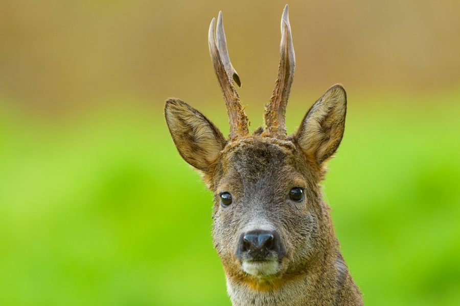 Photographing the UK's Secretive Roe Deer | Nature TTL