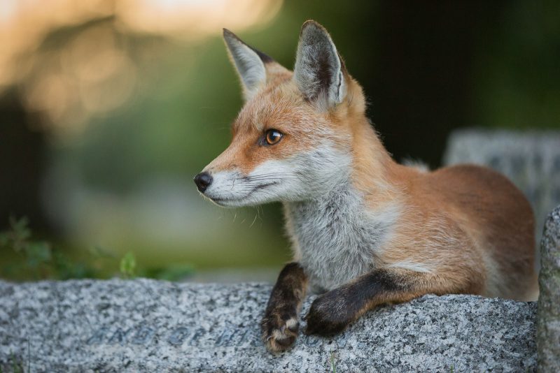 The Secret Life of London's Urban Foxes | Nature TTL