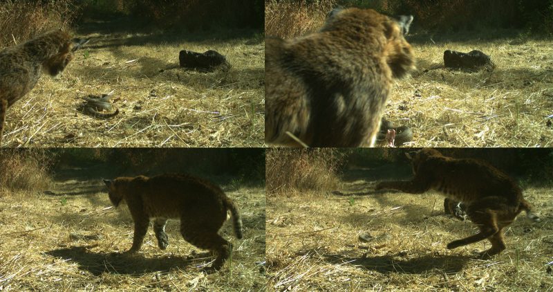 The Incredible Life of Wild Cats Caught by Trail Cameras | Nature TTL