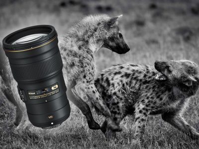 A Guide to Using Flash with Wildlife | Nature TTL