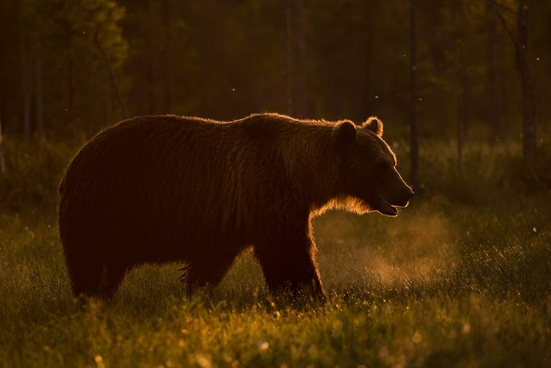 How to Photograph Nervous and Sensitive Animals | Nature TTL