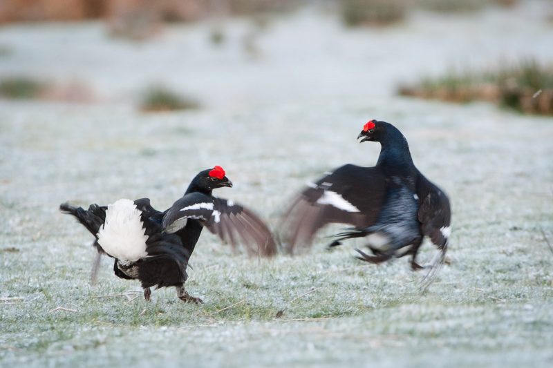 How to Photograph Nervous and Sensitive Animals | Nature TTL
