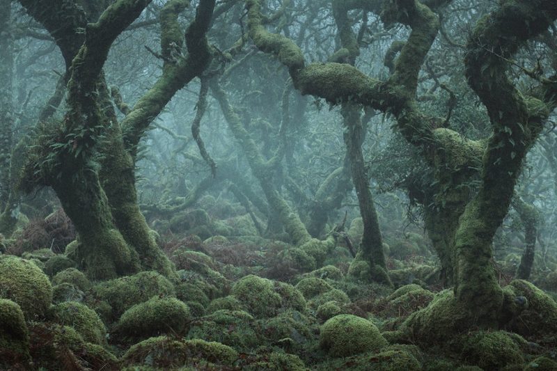 Stunning Images of England's 'Most Haunted' Forest | Nature TTL