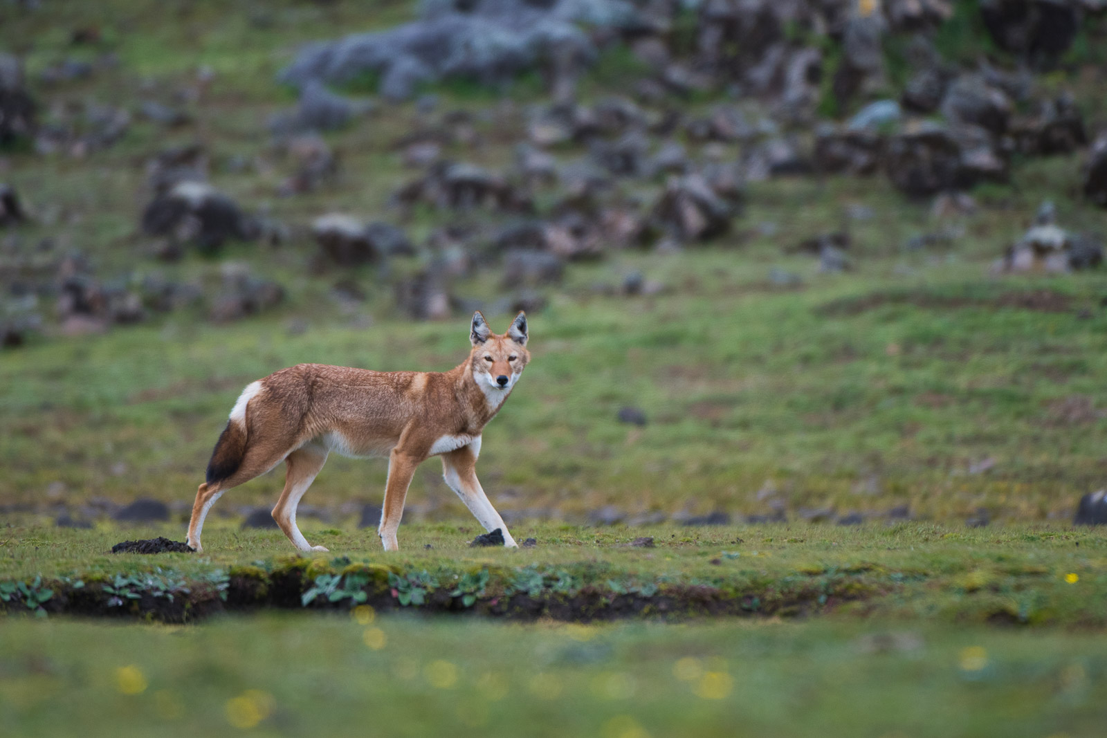 Ethiopian Wolves: Photographing the Rarest Canine in the World