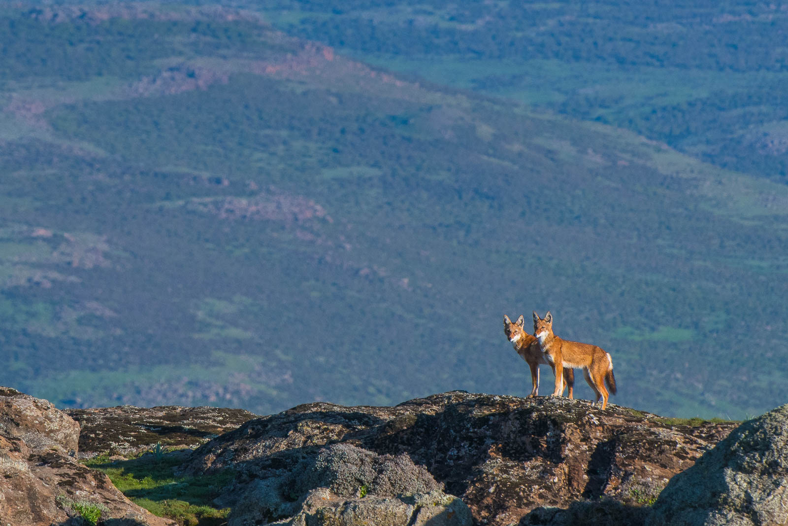 Ethiopian Wolves: Photographing the Rarest Canine in the World