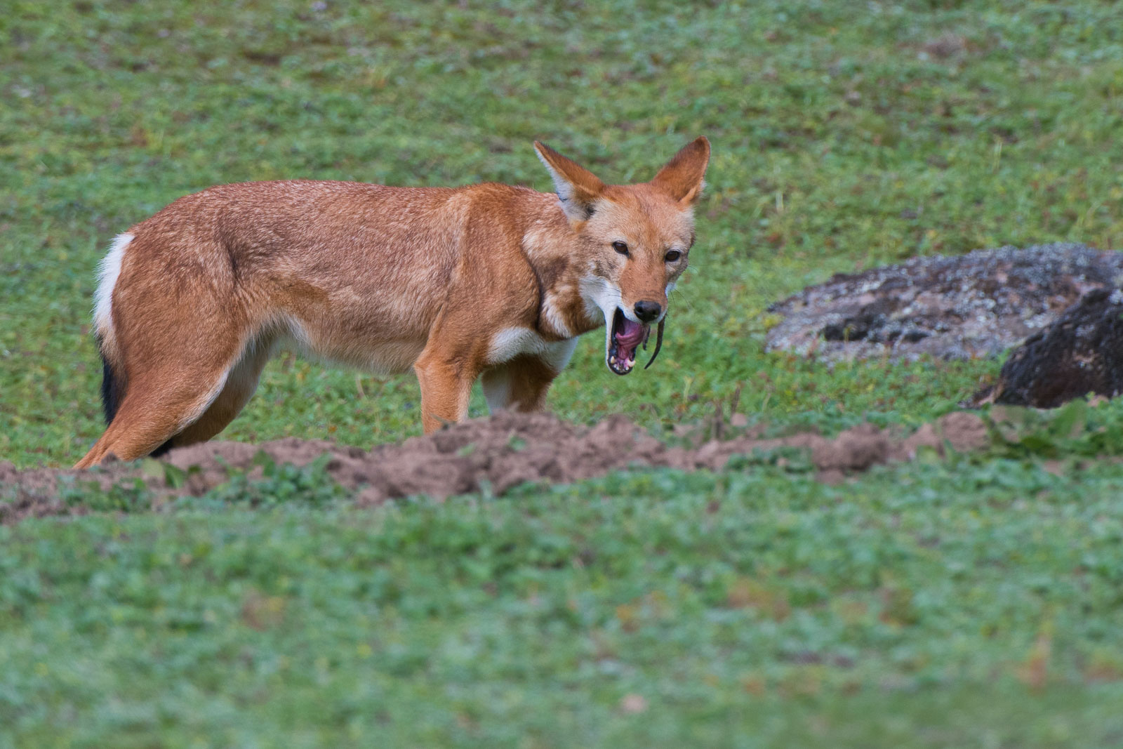 Ethiopian Wolves: Photographing the Rarest Canine in the World
