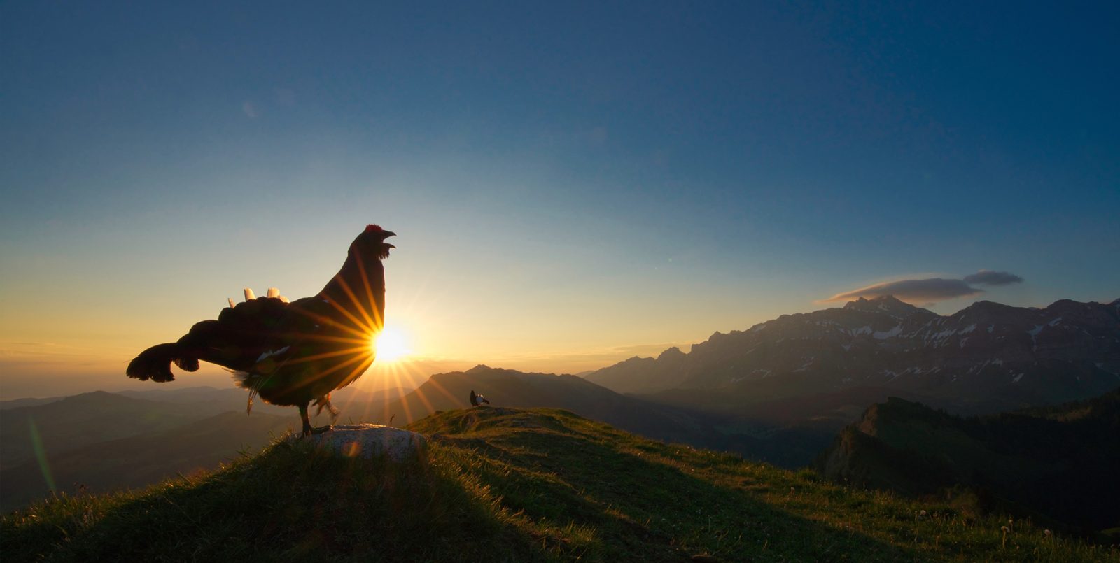 Wildlife and Landscape Photography Tips and Tutorials | Nature TTL