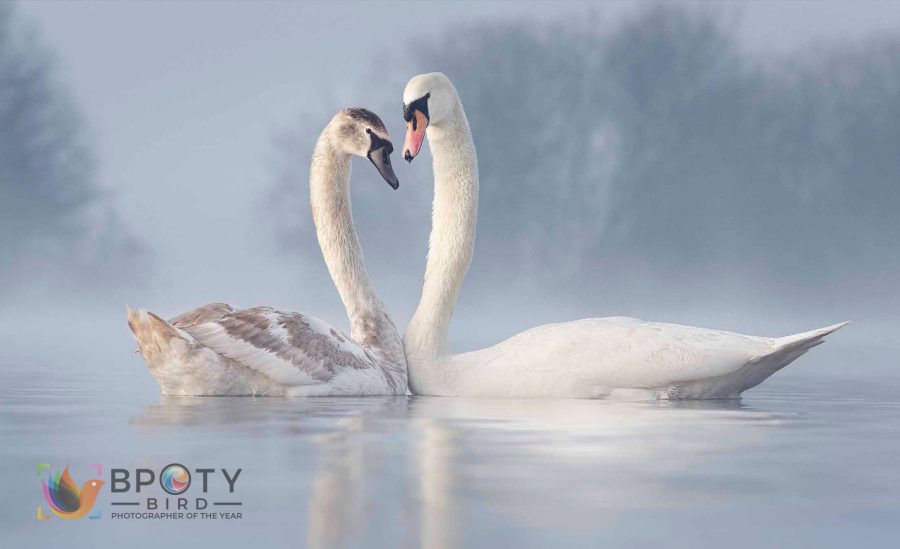 How to Win a Wildlife Photography Competition - Nature TTL
